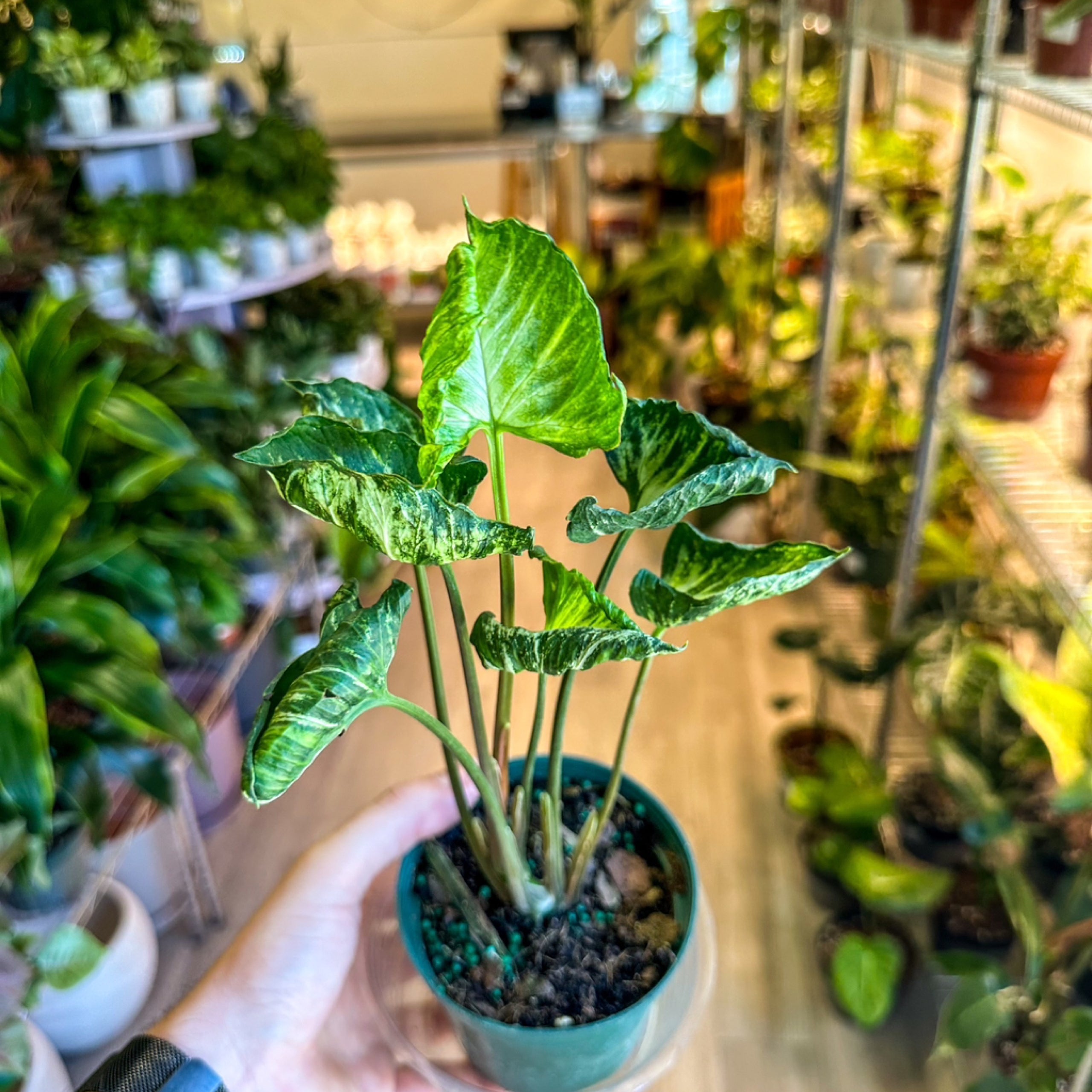 Beautiful Syngonium Godzilla Available at The Bronze Petal | The Bronze ...