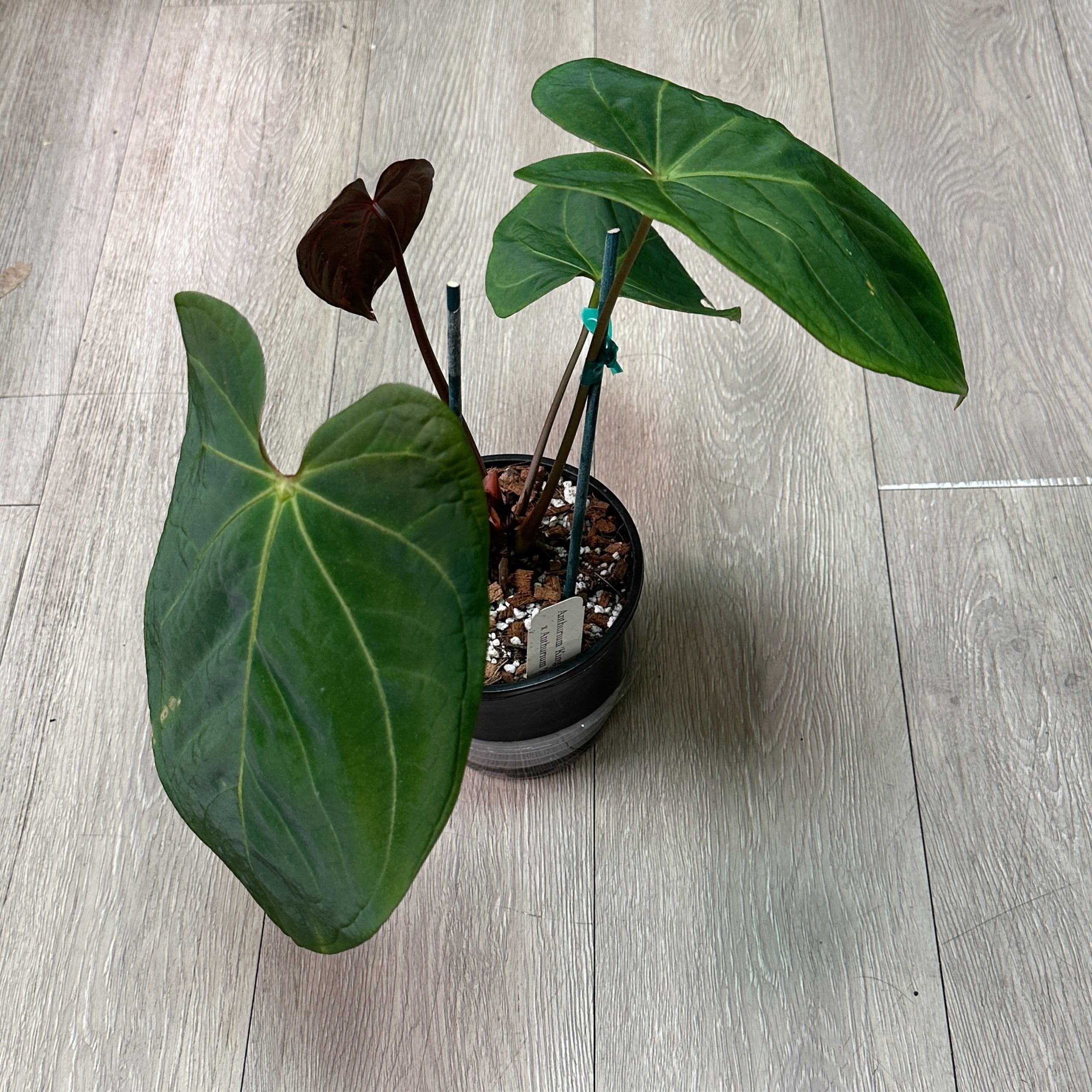 Anthurium Ace Of Spades